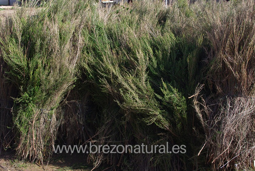 El arbusto del brezo: tres variedades de Erica | Brezo Natural